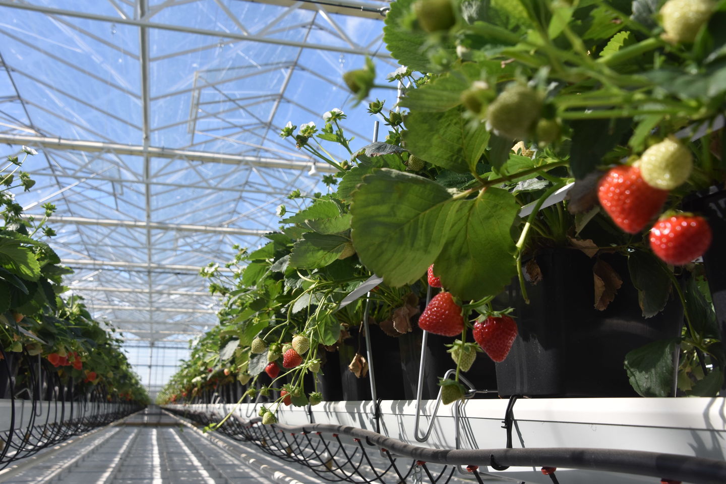 Our Story - Hugh Lowe Farms