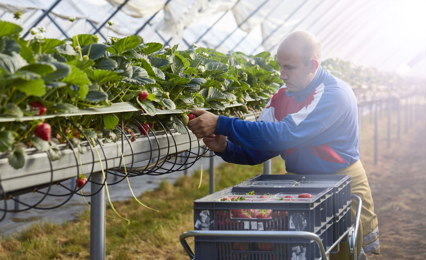 How We Harvest - Hugh Lowe Farms