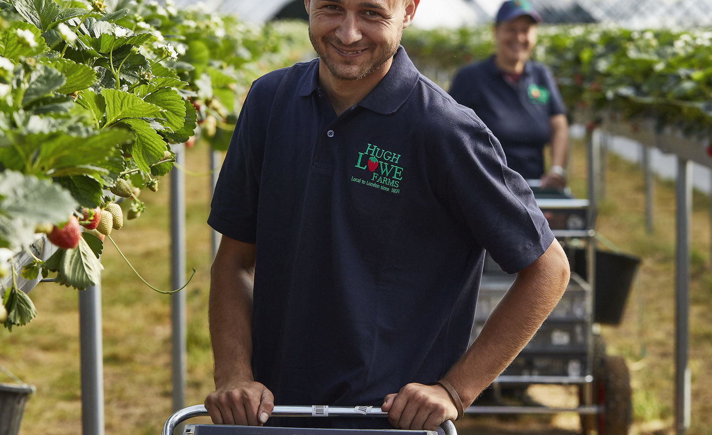 How We Harvest - Hugh Lowe Farms