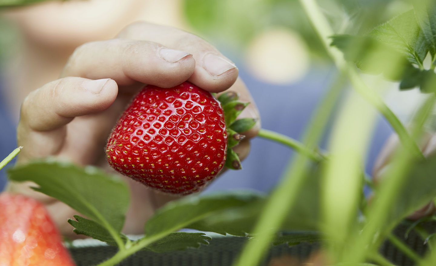 How We Harvest - Hugh Lowe Farms