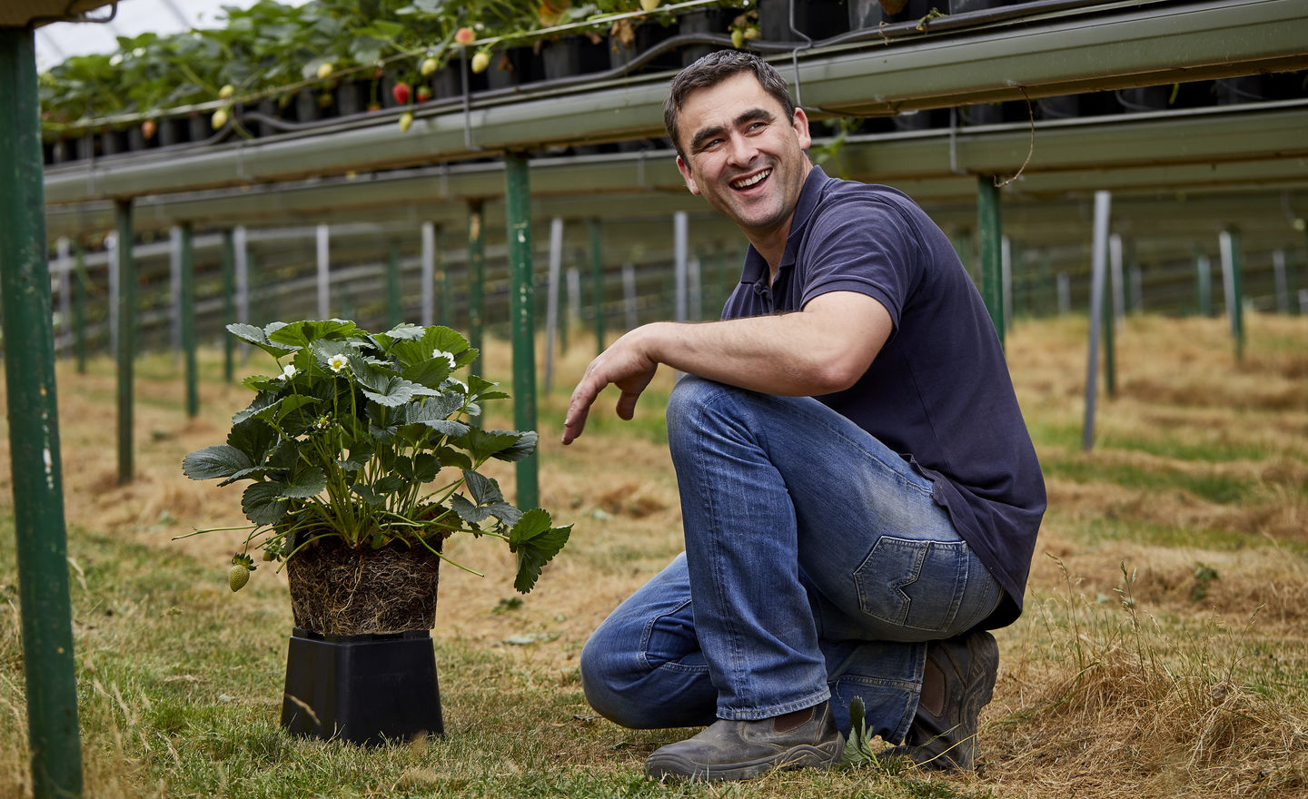 How We Harvest - Hugh Lowe Farms