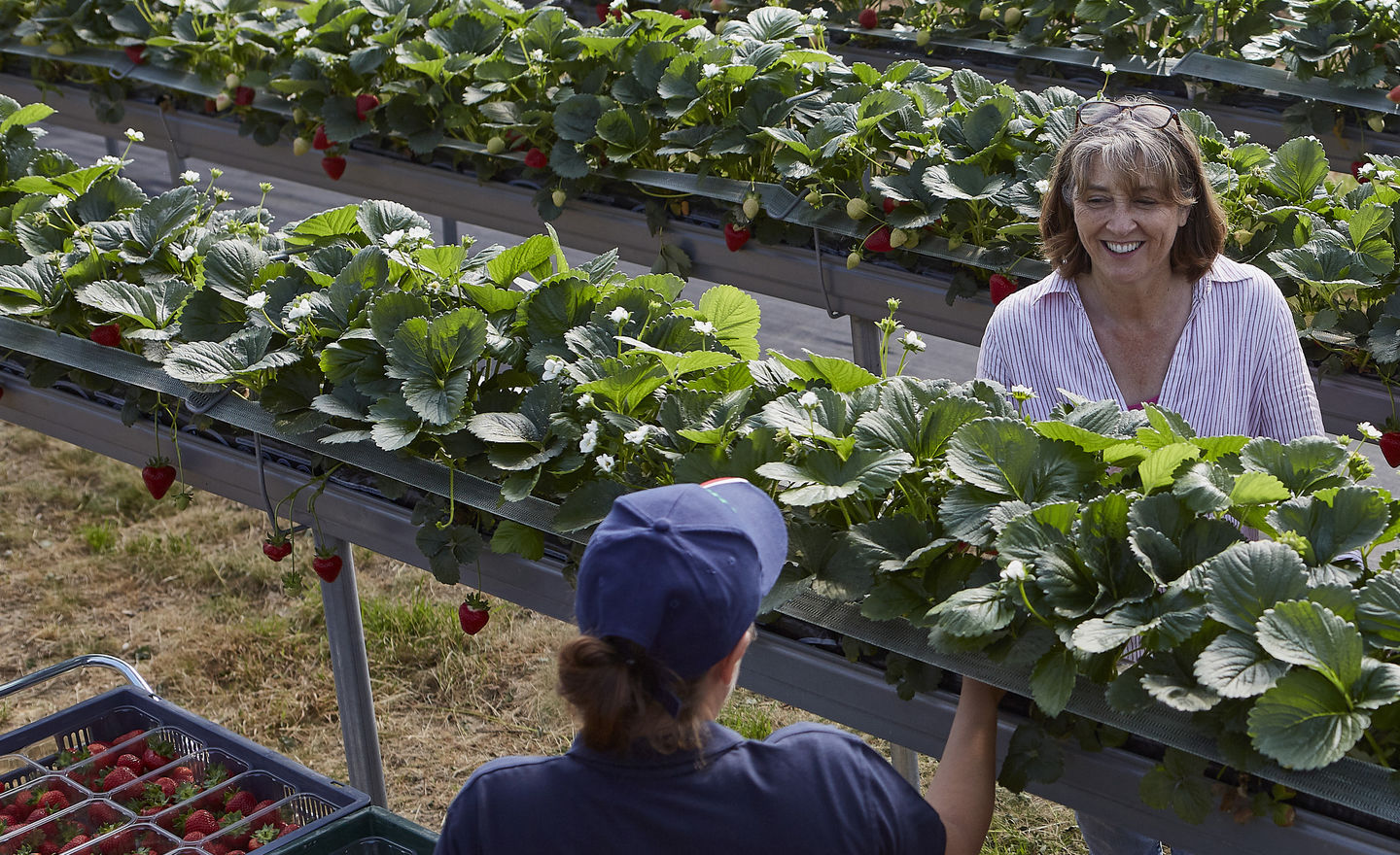 How We Harvest - Hugh Lowe Farms
