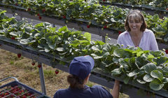 How We Harvest - Hugh Lowe Farms