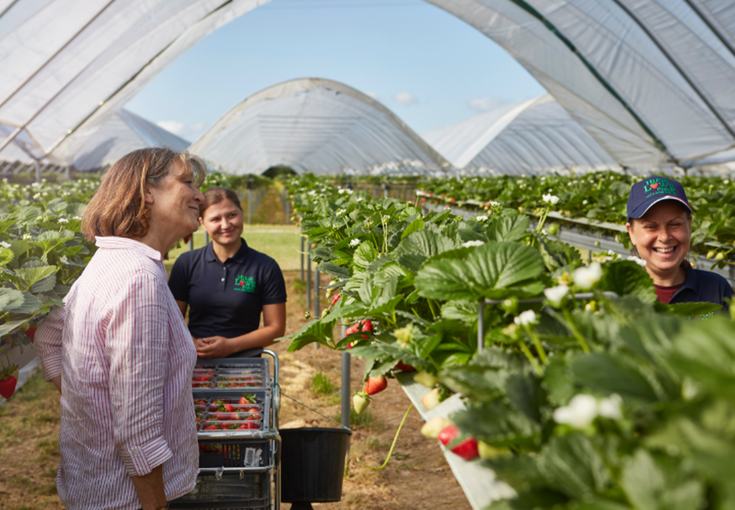 Hugh Lowe Farms - Farming for a fruitful future - Hugh Lowe Farms